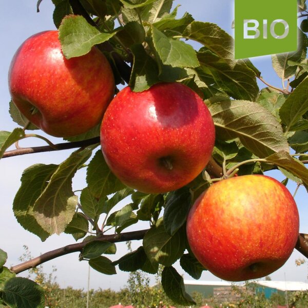 Frische Bio-Äpfel direkt vom Obsthof