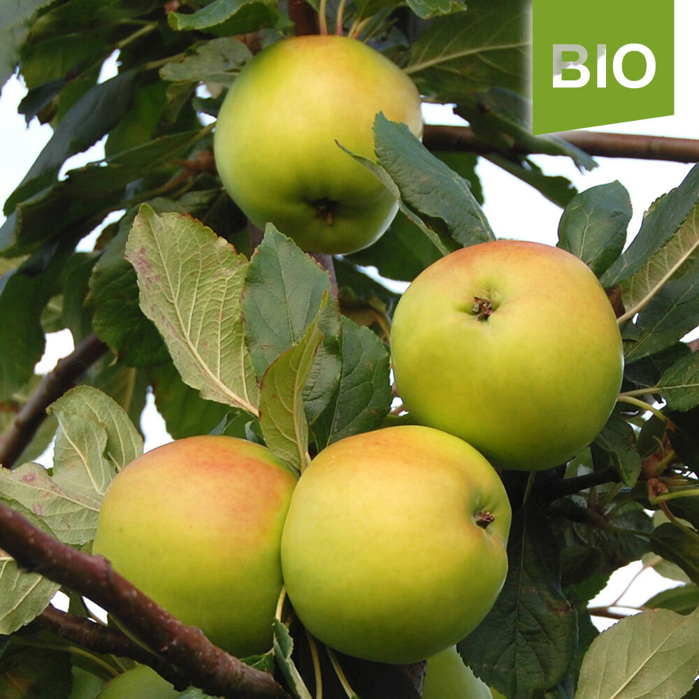 Dithmarscher Paradiesapfel bio 5kg, 28,90