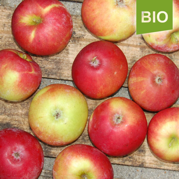 Bio-Boskoop Alte Apfelsorte 6kg-Steige, 29,90