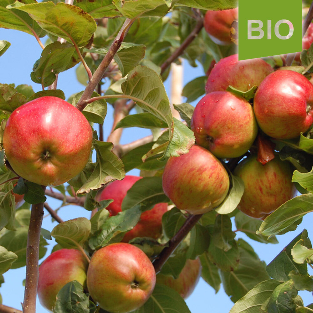 Bio-Apfel Sorte Elise - der Allergiker-Apfel, 1,79