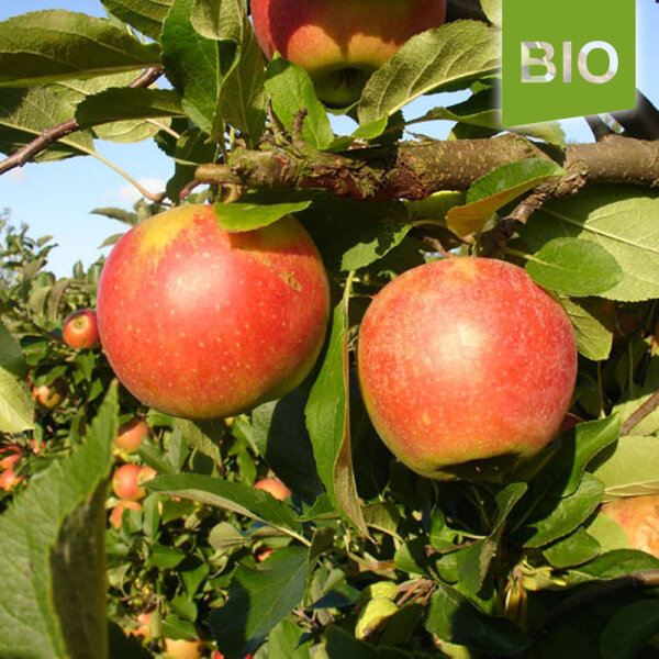 Frische Bio-Äpfel direkt vom Obsthof