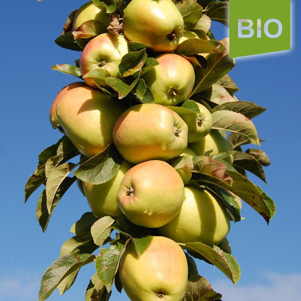 Bio-Glockenaepfel Alte Apfelsorte 5kg-Steige, 29,90